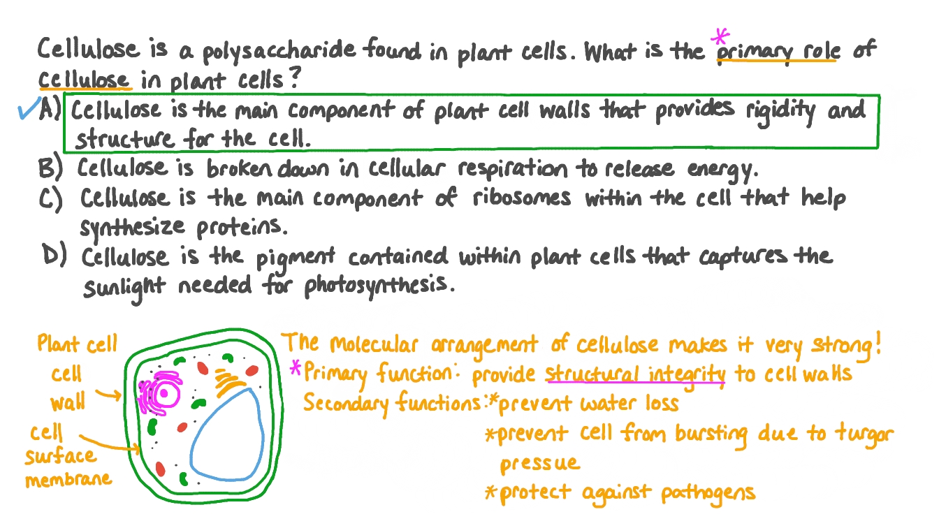 Question Video Describing The Primary Role Of Cellulose In Plant Cells