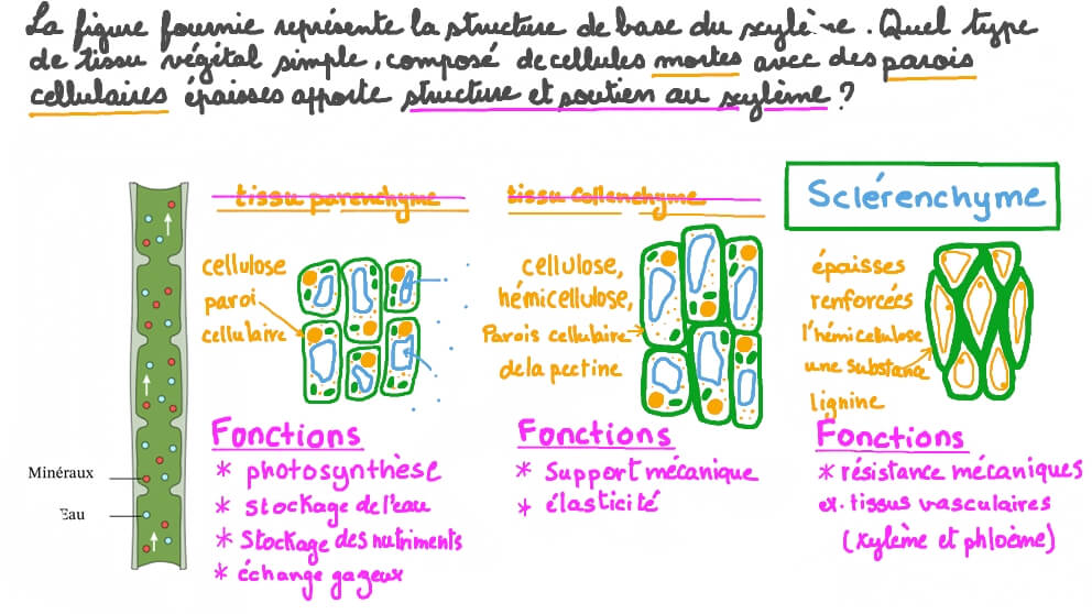 Exemples De Cellules Parenchymateuses