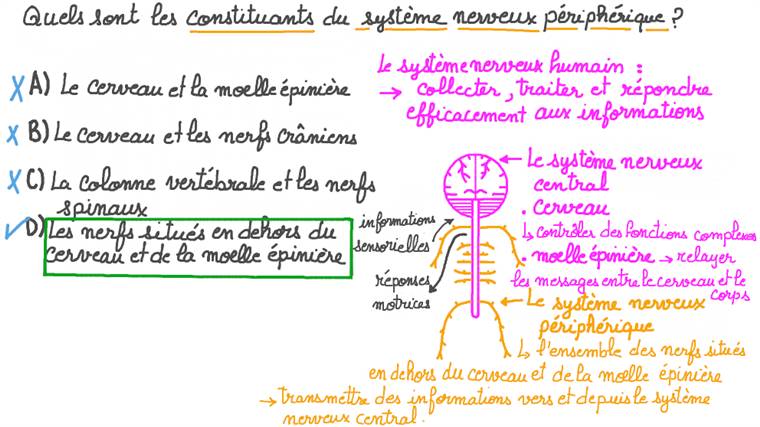 Leçon: Organisation du système nerveux | Nagwa