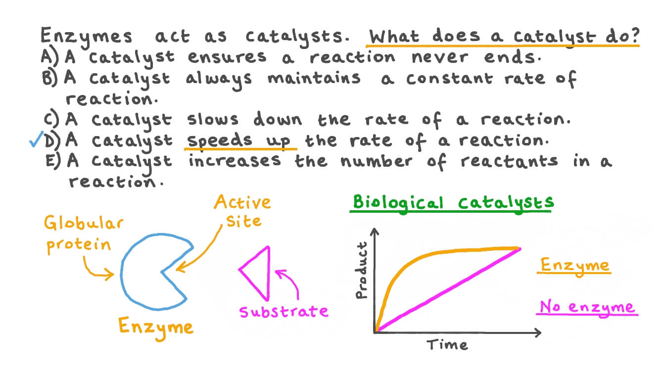 Question Video Defining An Enzyme As A Catalyst Nagwa