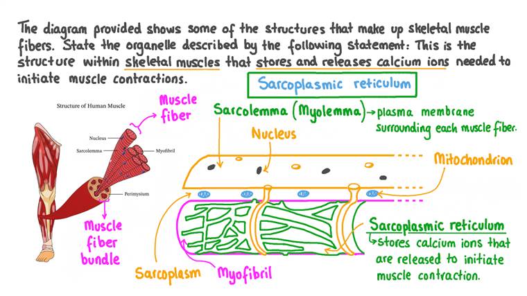 Calcium Ion In Muscle Contraction
