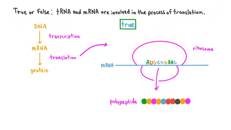 Rna Translation Steps