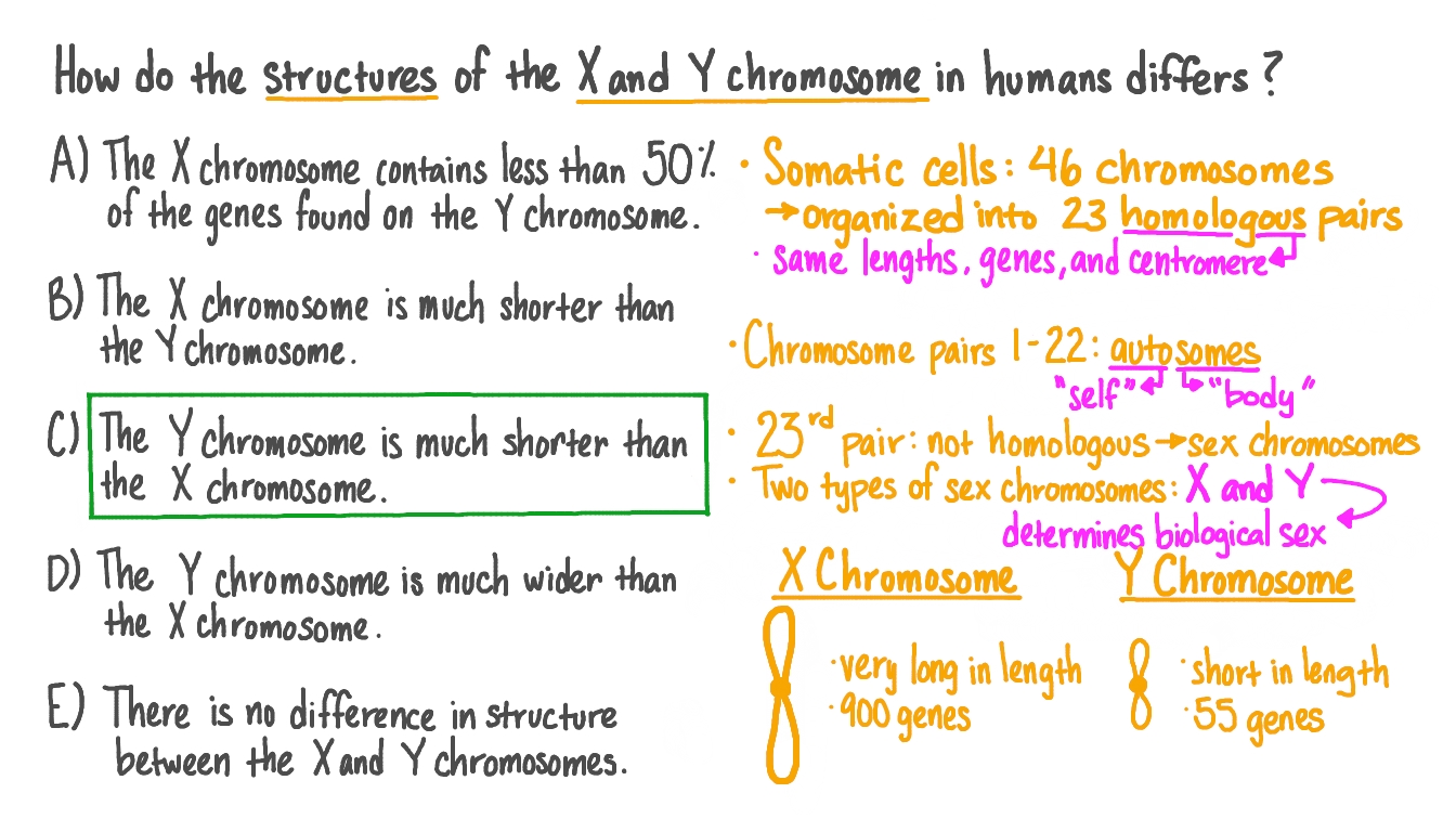 ion Video Describing The Difference Between The X And Y