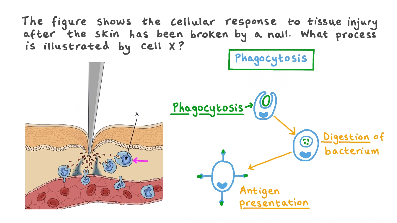 Question Video: Identifying the Nonspecific Immune Response Displayed ...
