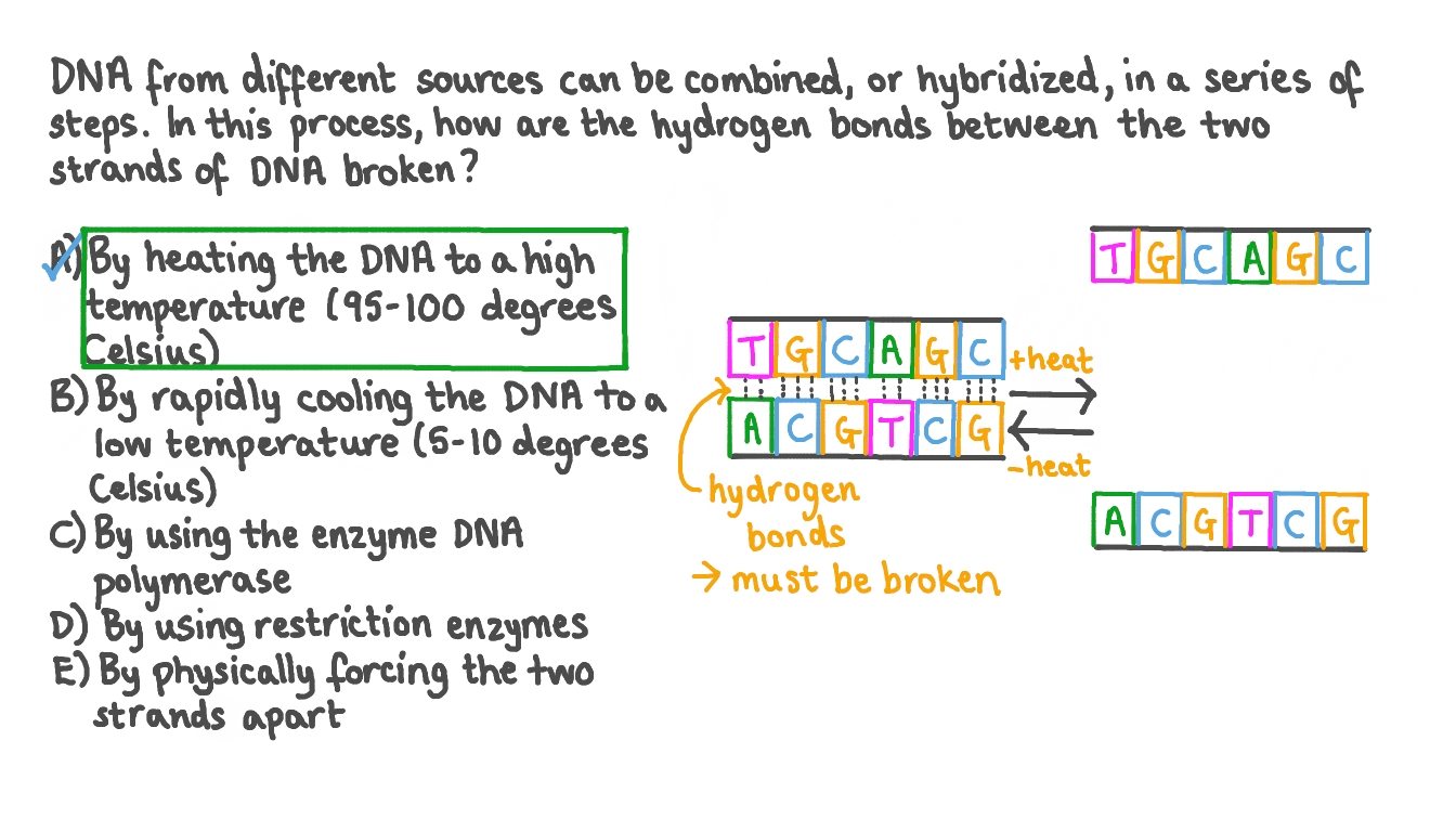 Question Video: Recalling How Double-Stranded DNA Is Separated in DNA ...