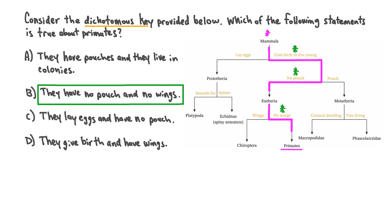 Question Video: Using a Dichotomous Key to Identify Primates | Nagwa