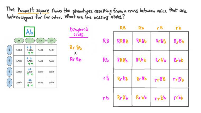 Lesson: Complementary Genes | Nagwa