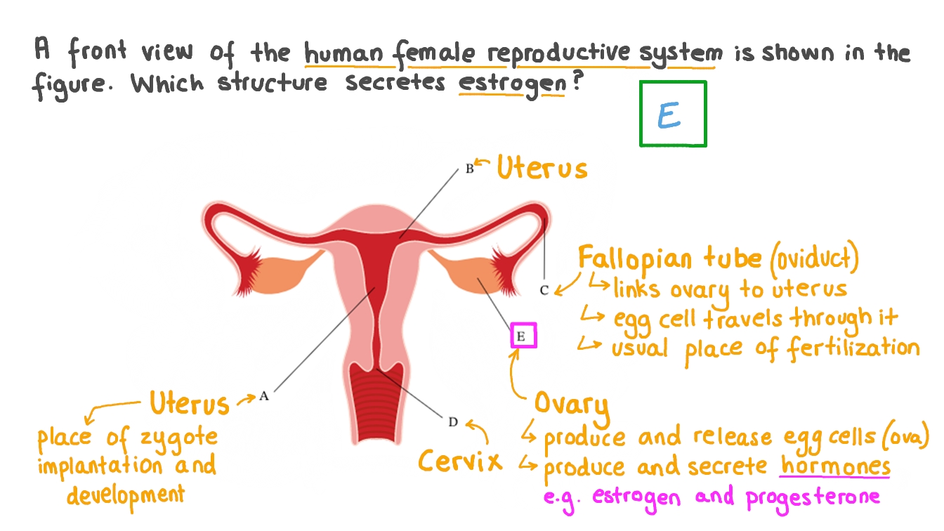 Question Video Identifying The Part Of The Female Reproductive System