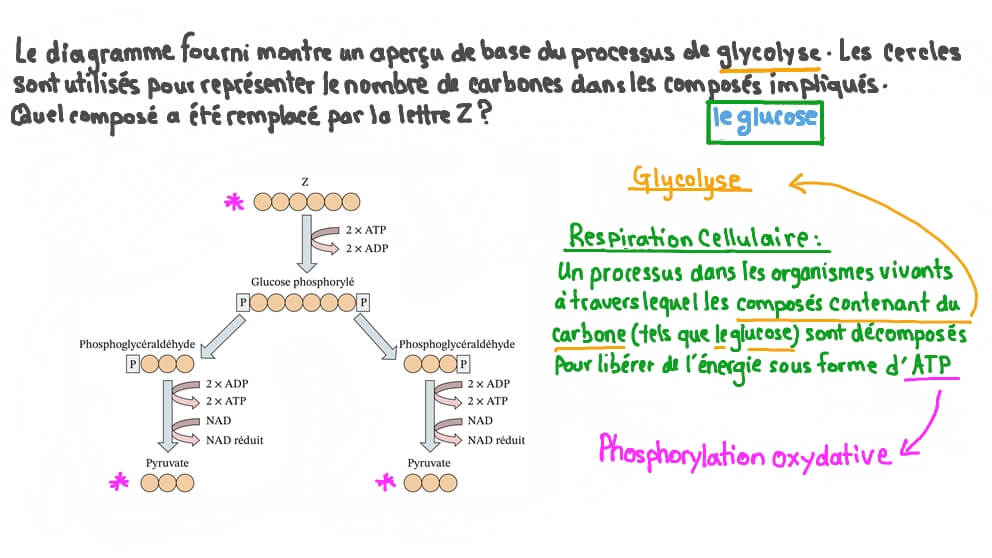 Diagramme De Glycolyse Pour Les Enfants