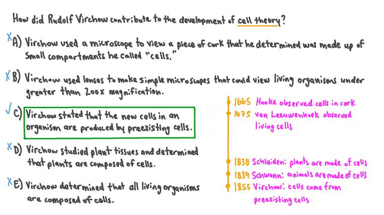 Rudolf Virchow Cell Theory Microscopes & Cell Theory Ppt Download