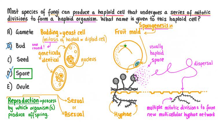 Lesson: Asexual Reproduction | Nagwa