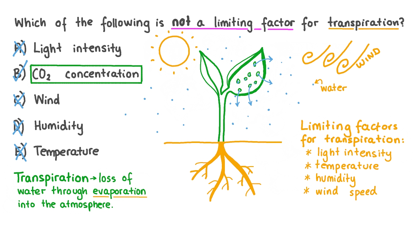 Question Video Identifying The Limiting Factors Of Transpiration Nagwa