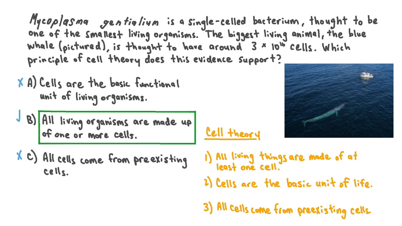 Question Video: Identifying the Principle of Cell Theory Evidenced by ...