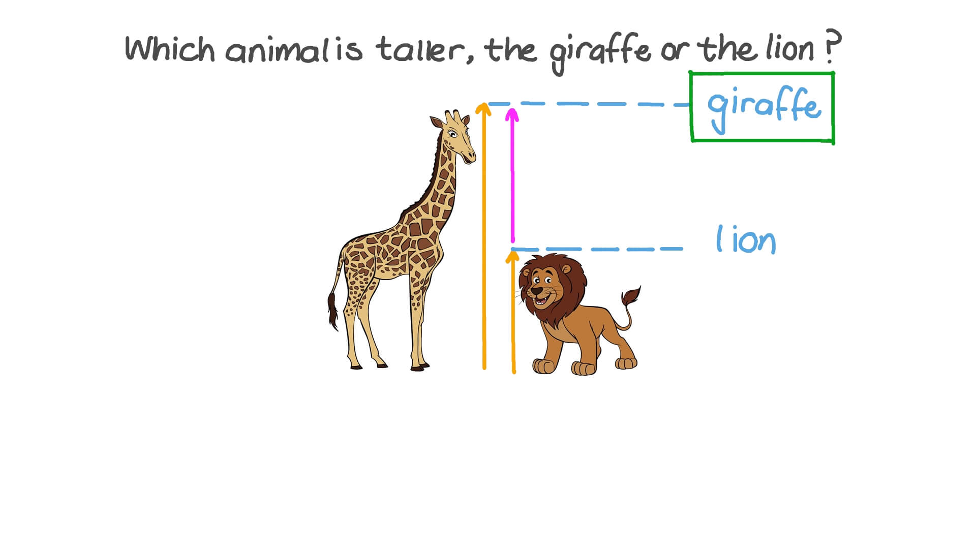 Question Video: Comparar la altura de dos animales | Nagwa