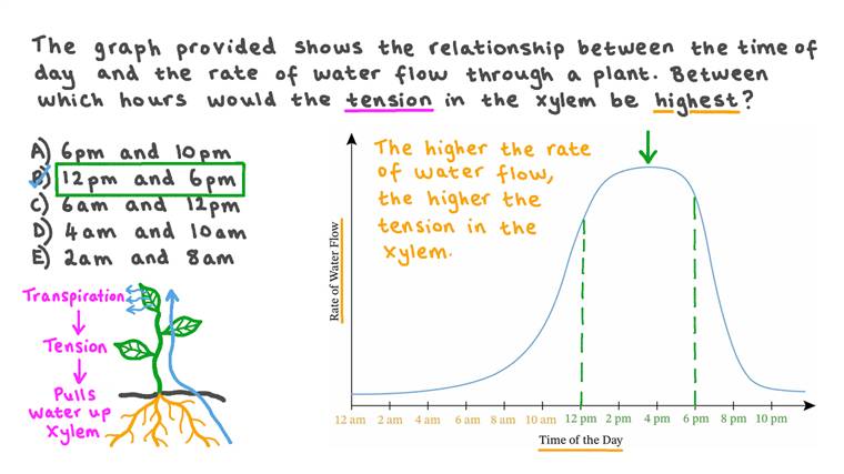Lesson: Transport in the Xylem | Nagwa