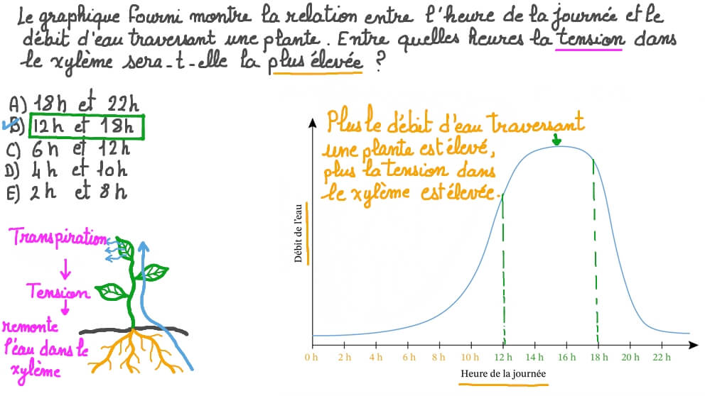 Question Video: Comprendre comment la tension change avec le taux de transpiration chez les ...
