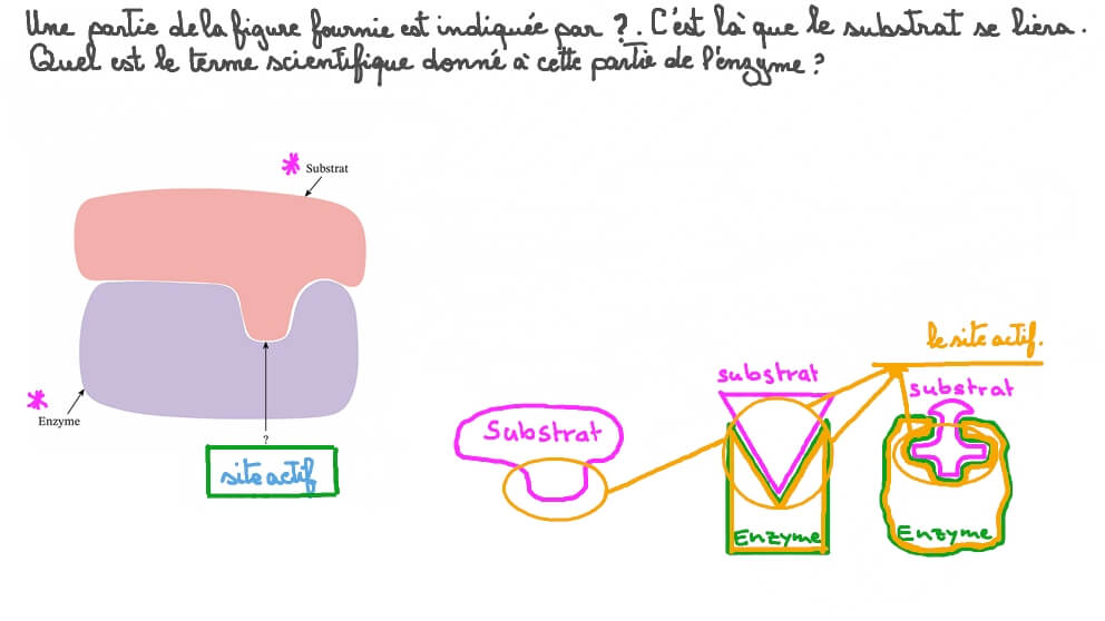 Question Video: Identifier le site actif d’une enzyme | Nagwa