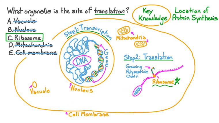 Protein Synthesis Worksheet Lesson Plans Inc