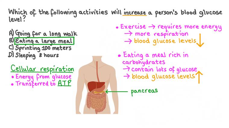 Lesson: Control of Blood Glucose | Nagwa