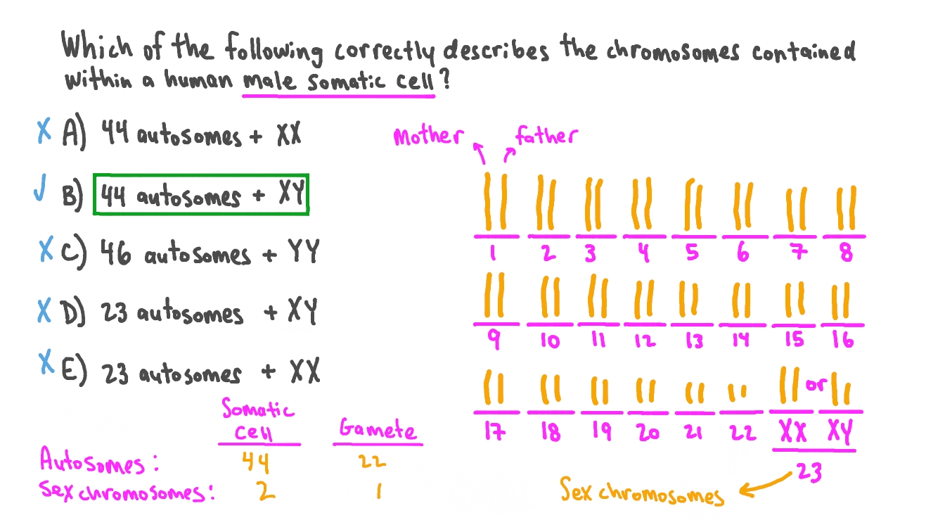 Question Video Describing The Chromosomes Present In A Human Male 