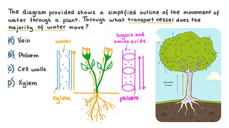 Xylem And Phloem For Kids Flipped Video Learning Transport System In