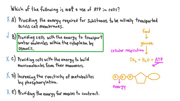 Lesson: Energy and ATP | Nagwa