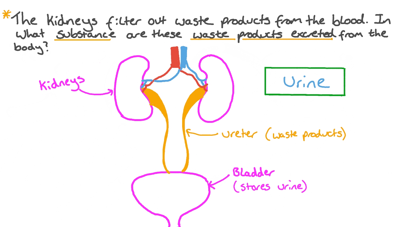 Question Video Identifying The Waste Substance Excreted By The Kidneys