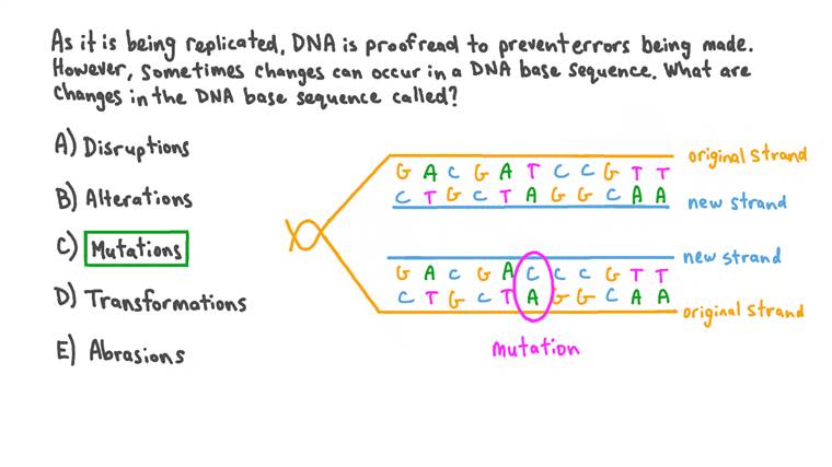 Lesson: DNA Replication | Nagwa