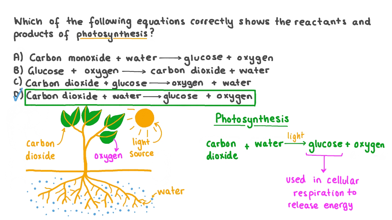Question Video Recalling The Correct Word Equation For Photosynthesis