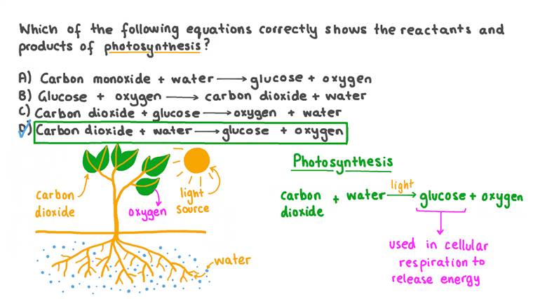 Photosynthesis Reactants And Products Equation How Are Photosynthesis
