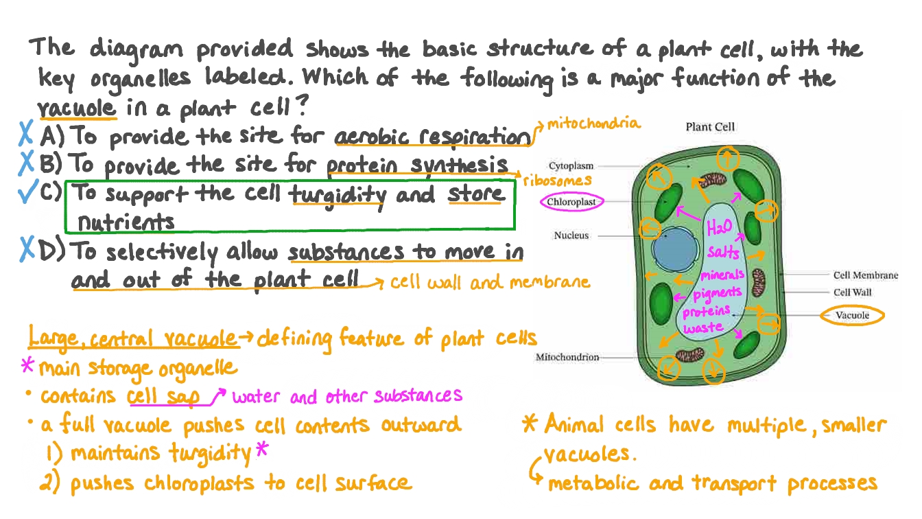 Question Video Identifying The Function Of The Vacuole In A Plant Cell