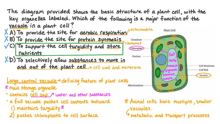 Vacuole Cell Function