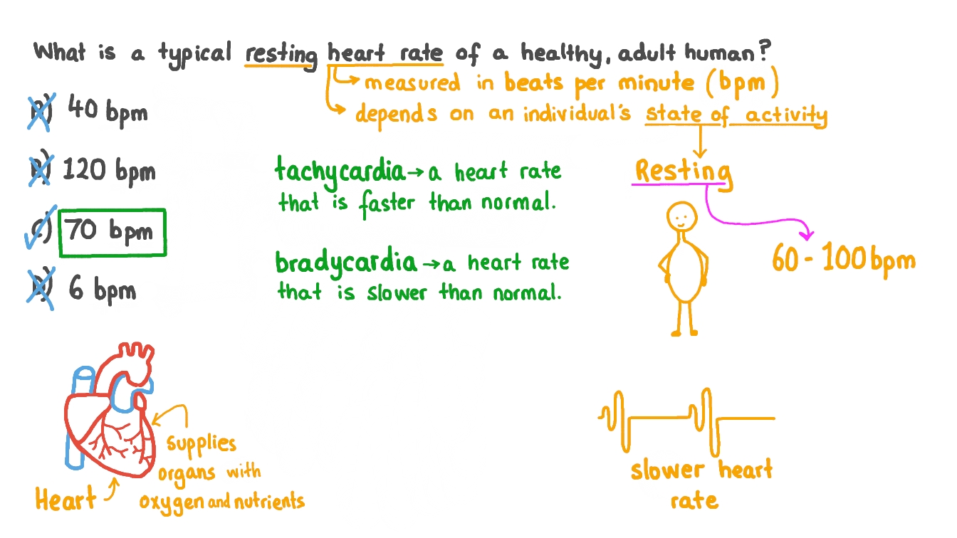 Question Video Recalling The Typical Resting Heart Rate Of A Healthy