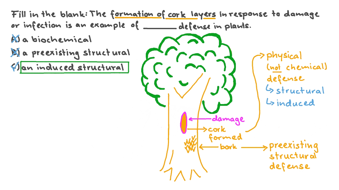 Question Video: Identifying the Type of Defense That Newly Formed Cork ...