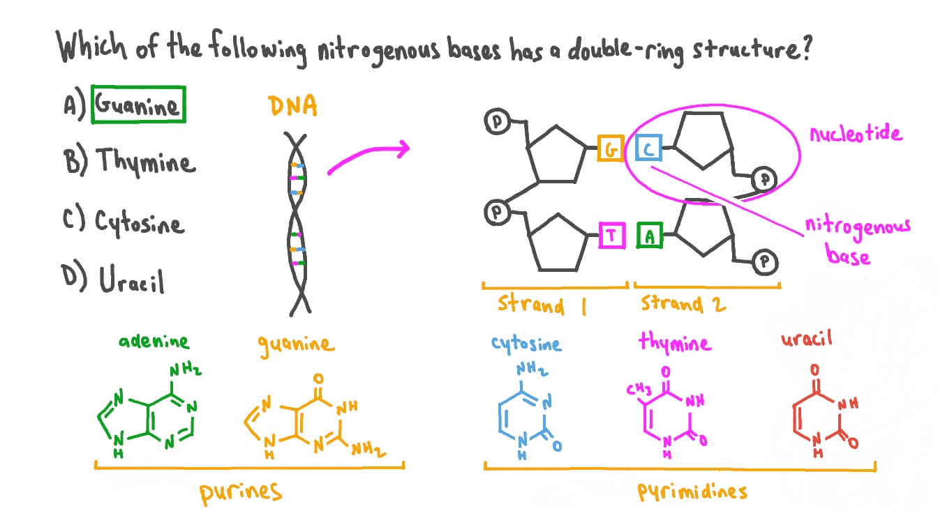 Question Video Describing The Structure Of Nitrogenous Bases Nagwa