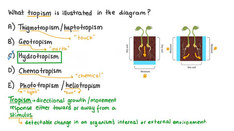 Tropism Gcse