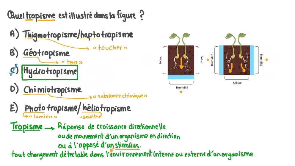 Question Video: Identifier le tropisme qui favorise la croissance des ...