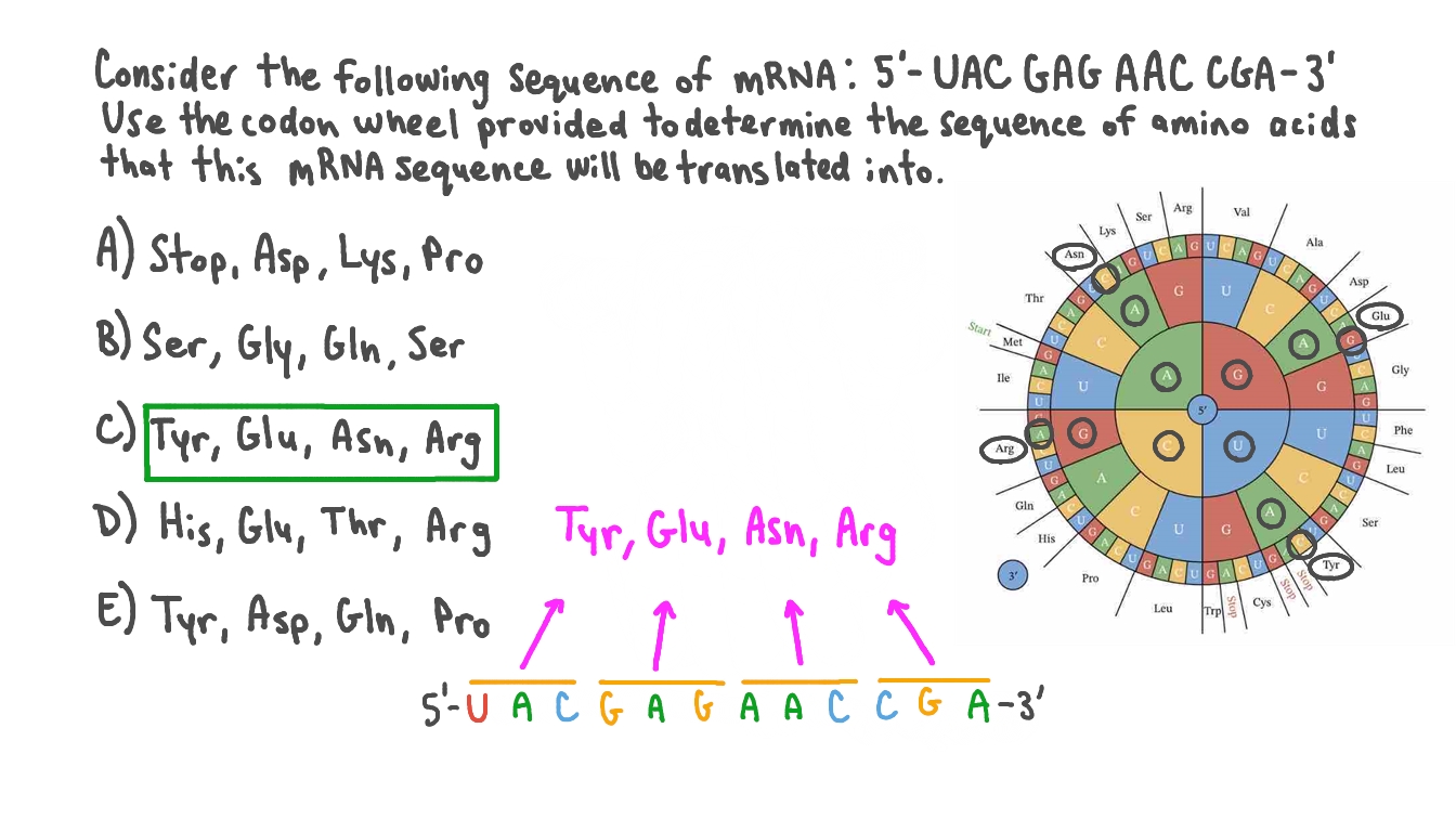 ion Video Determining The Sequence Of Amino Acids From MRNA Nagwa