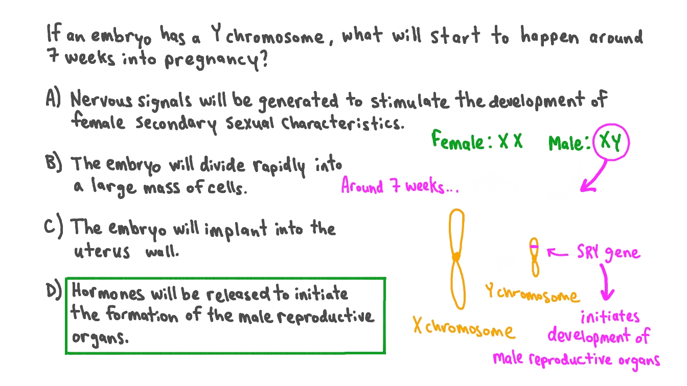 Question Video: Describing the Development of an Embryo If a Y ...