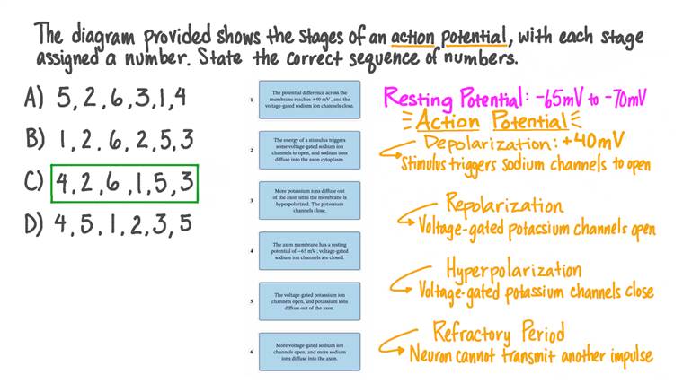 Action Potential 4 Steps