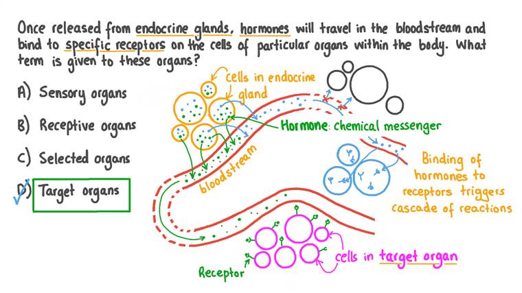 Lesson: Hormonal Control in Humans | Nagwa