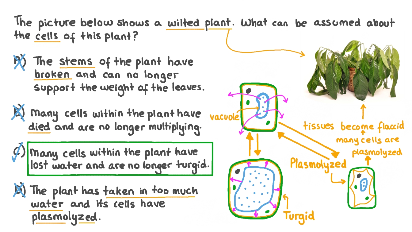 Question Video Explaining The Changes In Plants Cells When A Plant