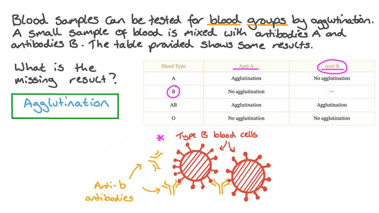 Lesson: Blood Groups and Rhesus Factors | Nagwa