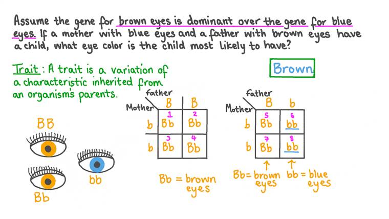 Dominant And Recessive Traits Eye Color Dominant And Recessive Traits