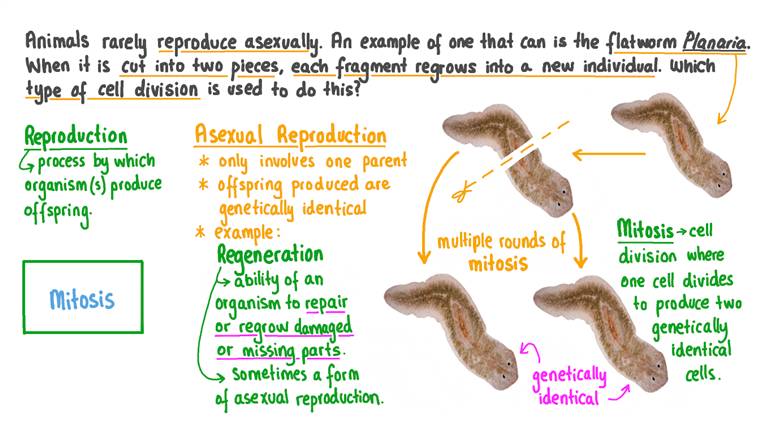 Lesson: Asexual Reproduction | Nagwa