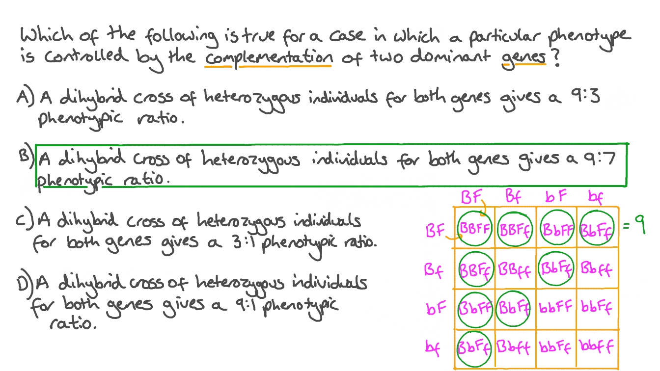 Question Video Determining The Phenotypic Ratio Of A Dihybrid Cross