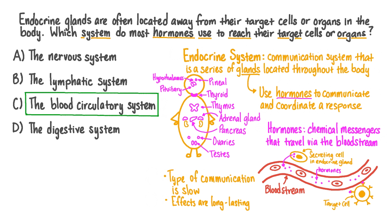 Question Video Recalling How Hormones Reach Their Target Organs Nagwa