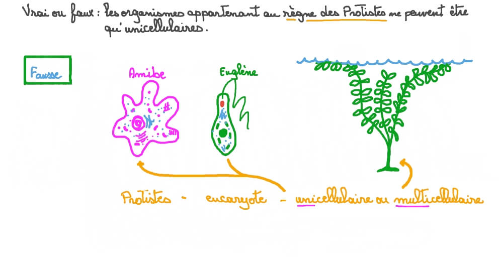 Question Video: Déterminer si tous les Protistes peuvent être ...