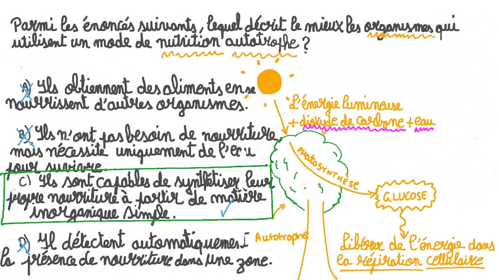 Question Video: Décrire les organismes autotrophes | Nagwa