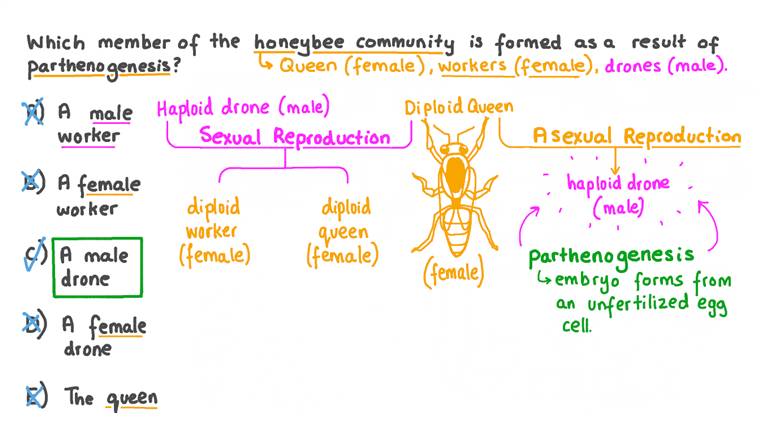 Parthenogenesis Asexual Reproduction Examples Of Asexual Reproduction